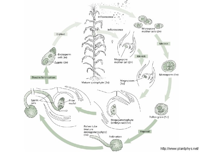 Gametogenesis and Sporogenesis Scott Russell Office 210 NML