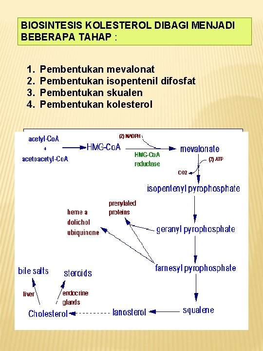 METABOLISME LIPID 2 3 PENGANGKUTAN DAN PENYIMPANAN LIPID