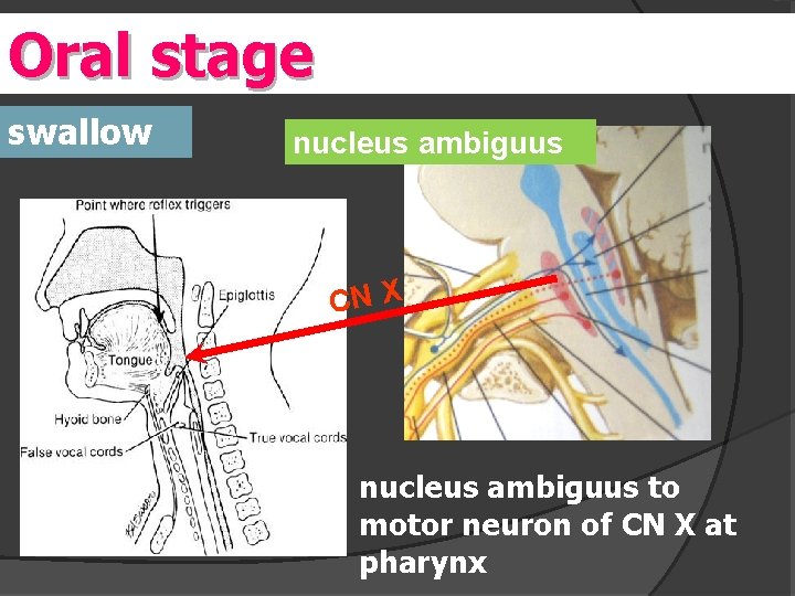 Dysphagia Ent Objectives Normal physiology Dysphagia Definition Cause