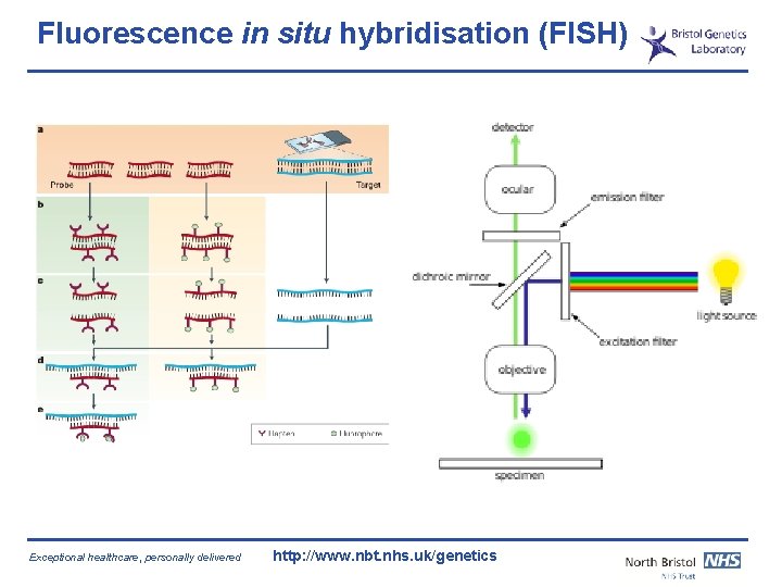 Genetic Testing in Sarcoma Current practice and future