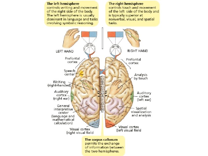 Brain Hemisphere and Specialization Brain Imaging CT or