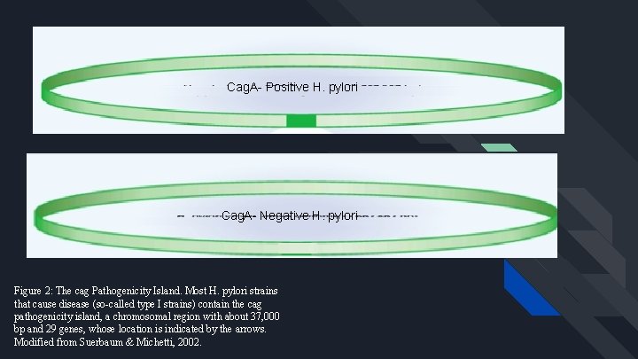 How does Cag A in H pylori contribute