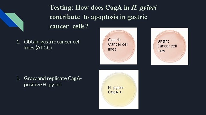 How does Cag A in H pylori contribute