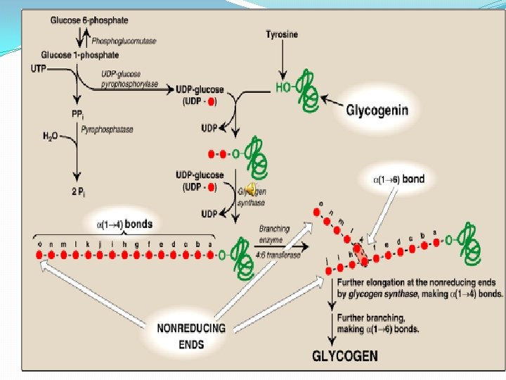 GLYCOGEN SYNTHESIS DR AQSA MALIK BIOCHEMISTRY Glycogen is