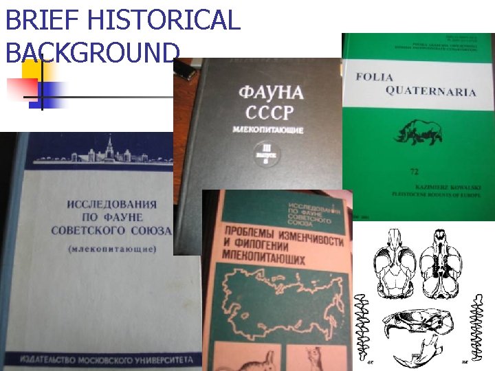 Supraspecies phylogenetic relationships in the subfamily Arvicolinae voles