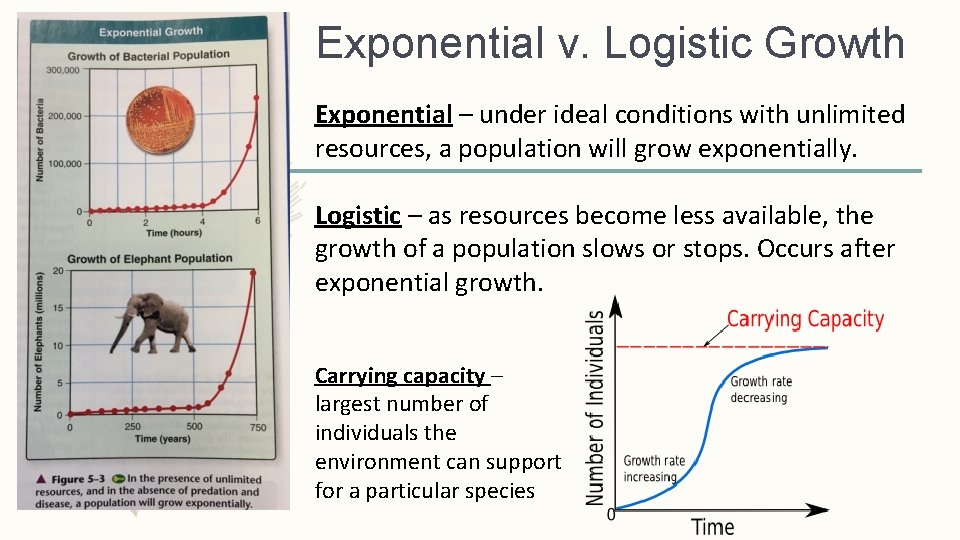 Unit 6 Ecology Biomes Energy Transfer Food chains