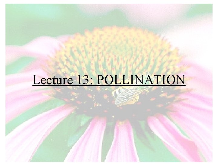 Lecture 13 POLLINATION What is pollination Pollination The