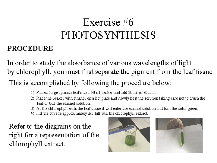 Exercise 6 PHOTOSYNTHESIS In the process of photosynthesis
