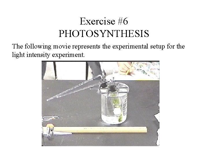 Exercise 6 PHOTOSYNTHESIS In the process of photosynthesis