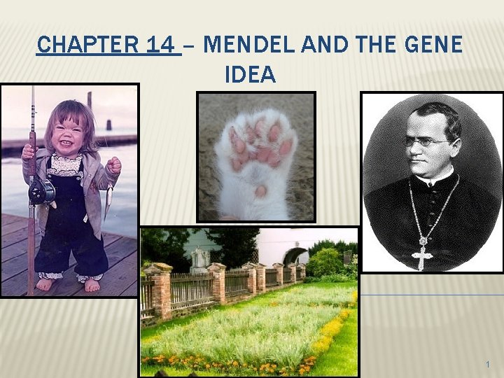 CHAPTER 14 MENDEL AND THE GENE IDEA 1
