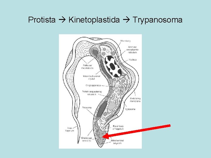 Trypanosomiasis Jane Ngai Simon Zappia Protista Kinetoplastida Trypanosoma