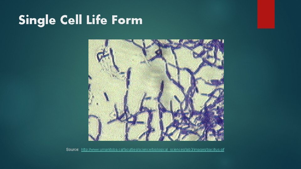 Characteristics of Life GALLERY WALK What is Life