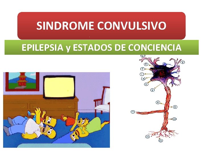 Epilepsias SINDROME CONVULSIVO EPILEPSIA y ESTADOS DE CONCIENCIA