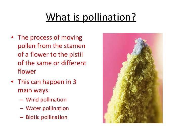 AIM SWBAT describe the process of pollination and