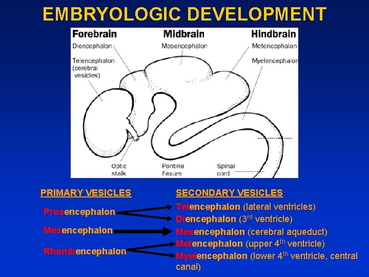 NEUROANATOMY REVIEW David Jho CEREBRAL CTX BRODMANNS AREAS