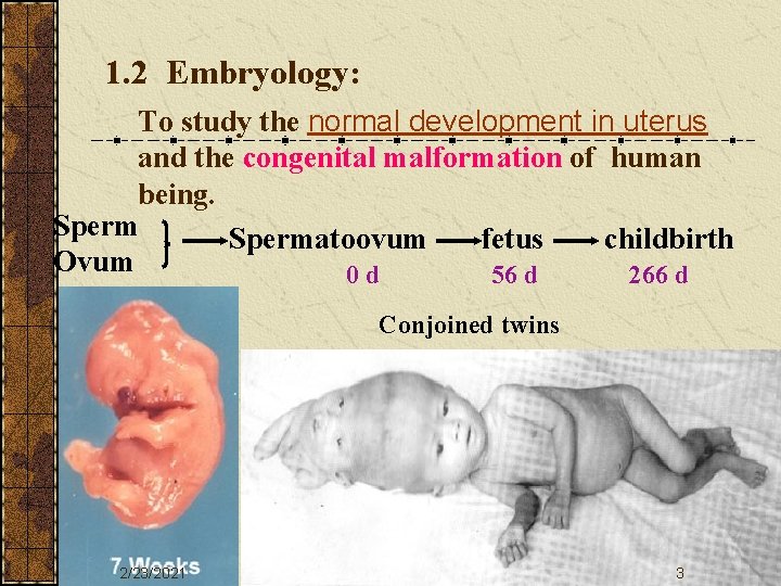 Histology and Embryology Chongqing Medical University Wang Weiwei