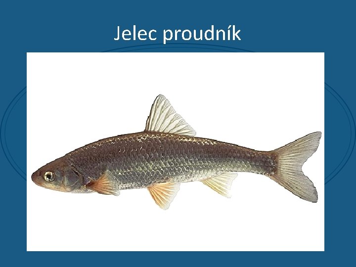 Zaazen ryb do vych taxon Phyllum kmen Chordata