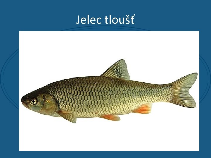 Zaazen ryb do vych taxon Phyllum kmen Chordata