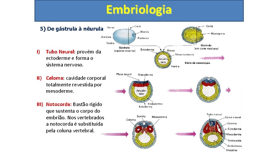 Embriologia e ClulasTronco Aula Programada Biologia Tema Embriologia