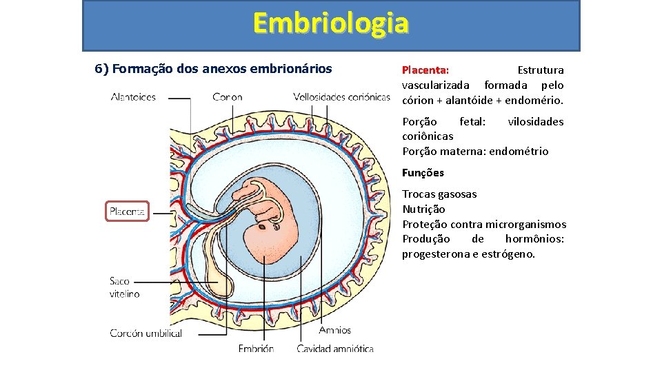 Embriologia e ClulasTronco Aula Programada Biologia Tema Embriologia
