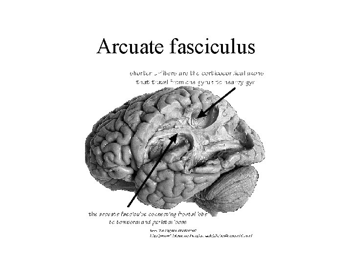 Lateralization of Language ch 16 contd and Biopsychology
