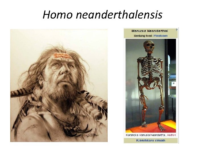 EVOLUSI MANUSIA Buku ke 2 Darwin sempat menggemparkan