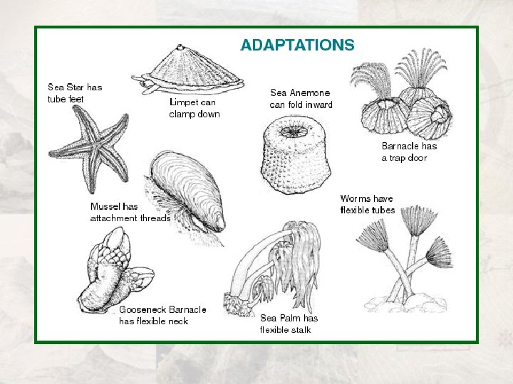 Rocky Shore Ecology breda moriartyucc ie Upper Shore