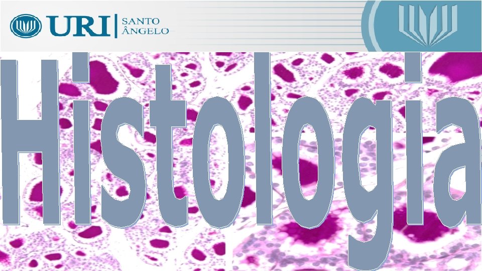 Histologia 1 O que vamos estudar na disciplina