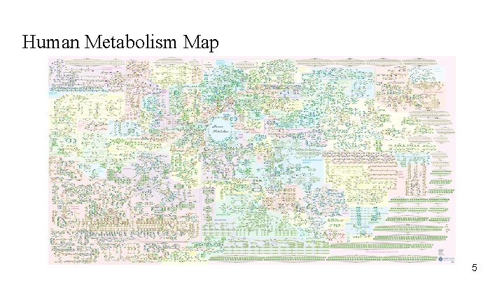 Dynamic Modeling and Stochastic Simulation of Metabolic Networks