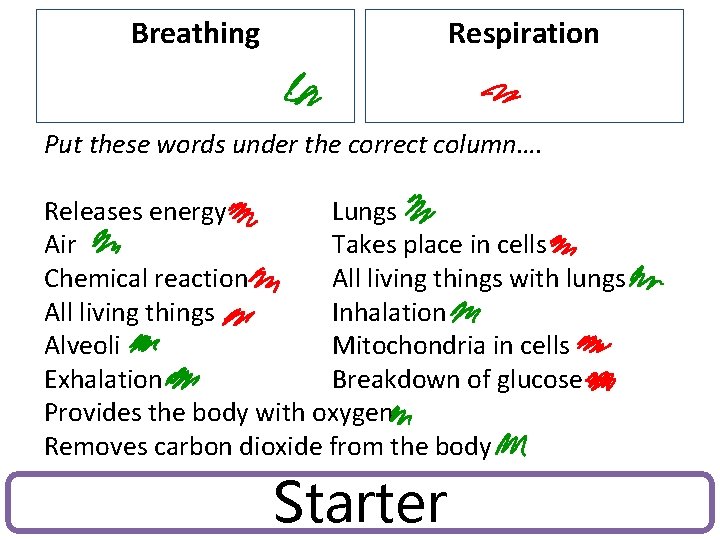 Respiration Breathing Put these words under the correct