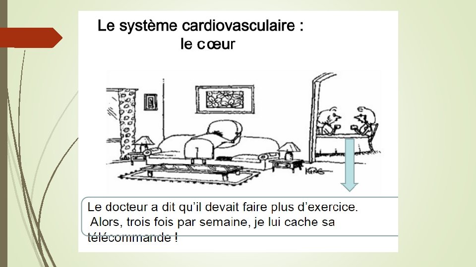 Le squelette fibreux du cur Les valves cardiaques