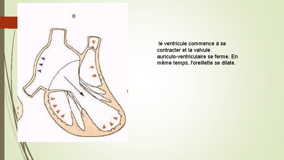 Le squelette fibreux du cur Les valves cardiaques