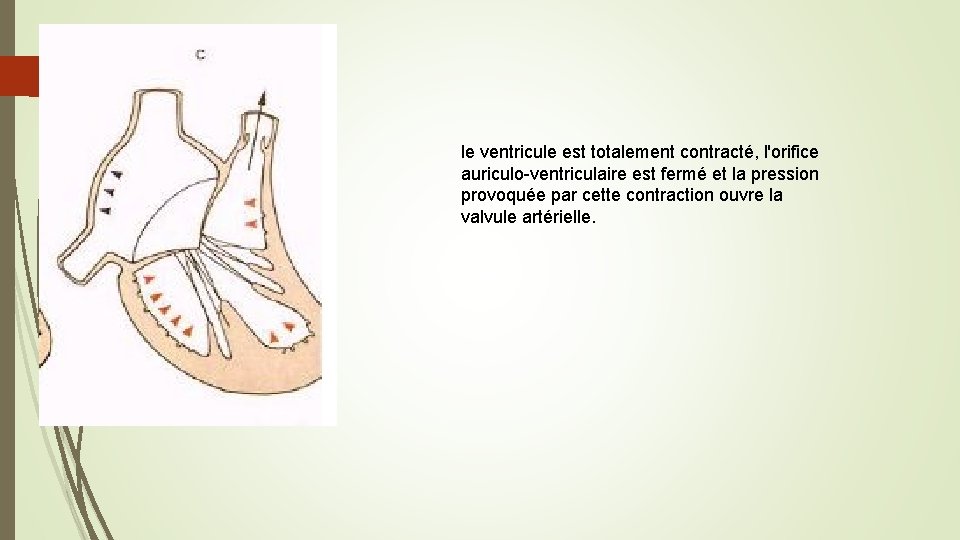 Le squelette fibreux du cur Les valves cardiaques