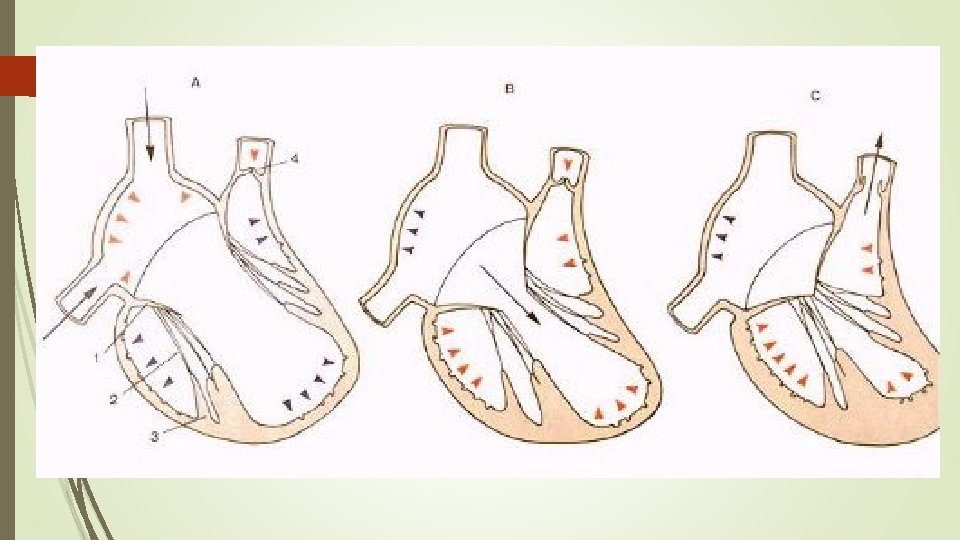 Le squelette fibreux du cur Les valves cardiaques