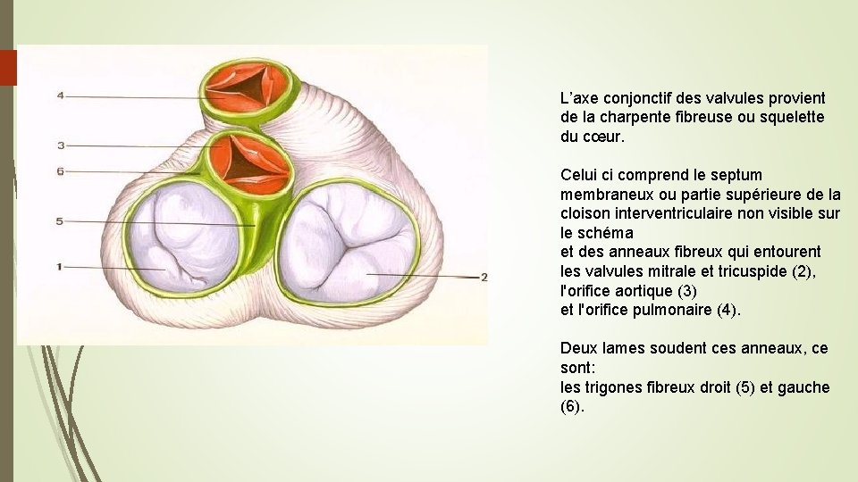 Le squelette fibreux du cur Les valves cardiaques