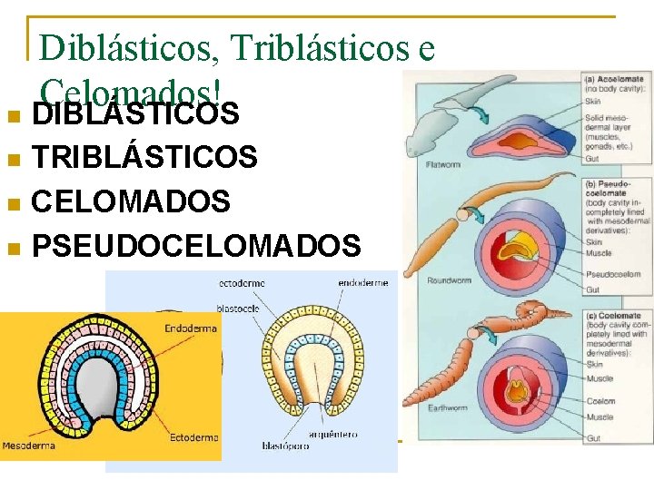 Diferenciao celular Principais tecidos animais e vegetais Rodrigo