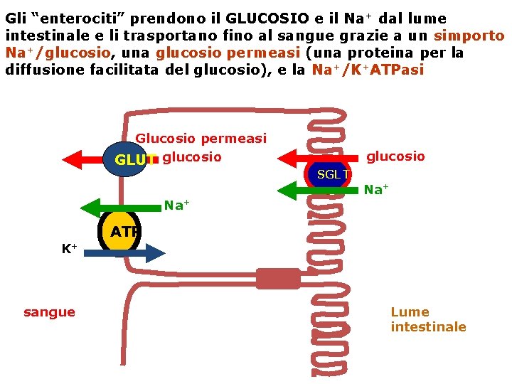 La struttura delle membrane biologiche Le membrane biologiche