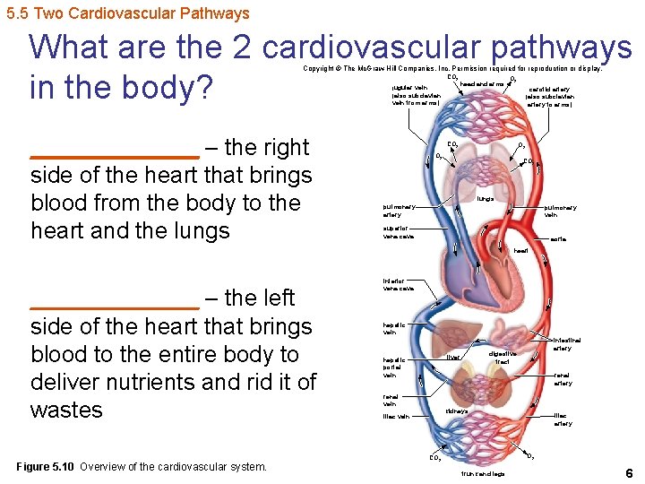 Human Biology Sylvia S Mader Michael Windelspecht Chapter