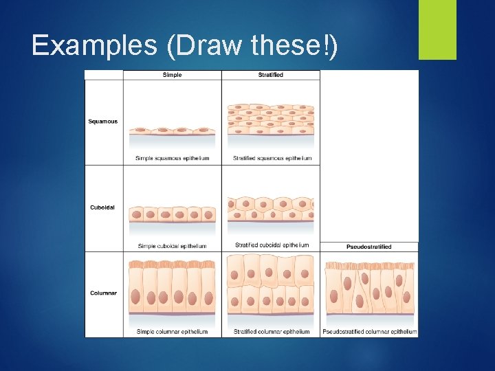TISSUES Tissues group of cells that carry out