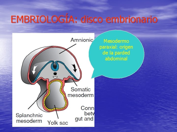 ANOMALAS DE LA PARED ABDOMINAL OSCAR GOMEZ Residente
