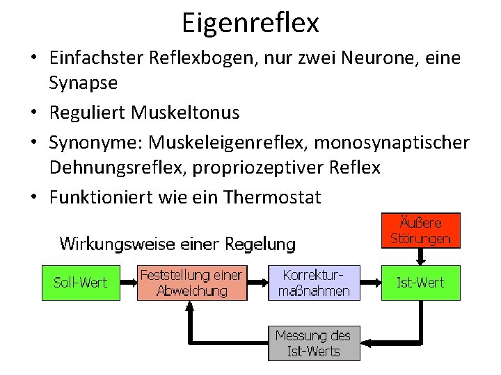 8 Mikroskopie des Rckenmarks RexedZonen Reflexbogen Rezeptoren und