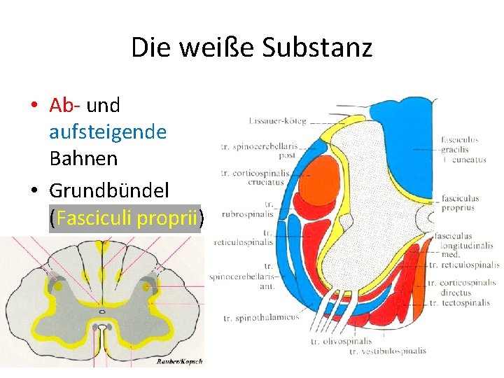 8 Mikroskopie des Rckenmarks RexedZonen Reflexbogen Rezeptoren und