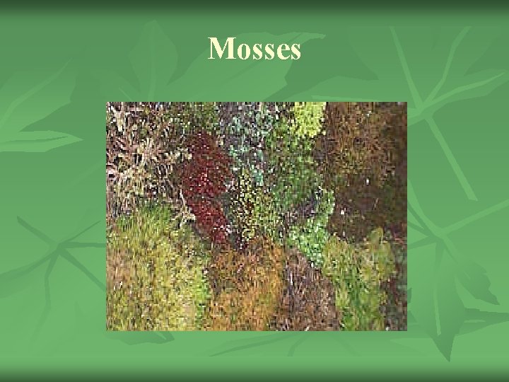 Unit Four Evolution Natural Selection Adaptation Plants Terrestrial