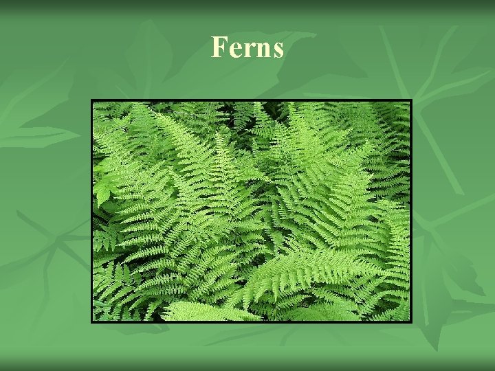 Unit Four Evolution Natural Selection Adaptation Plants Terrestrial