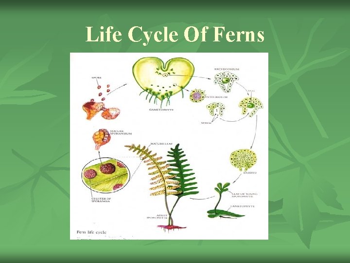 Unit Four Evolution Natural Selection Adaptation Plants Terrestrial
