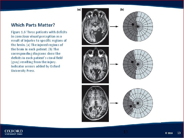 1 Introduction Cognitive Neuroscience David Eagleman Jonathan Downar