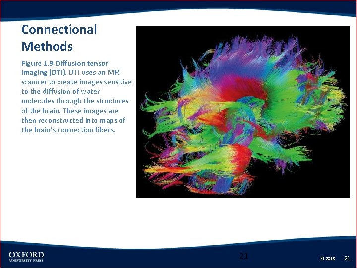 1 Introduction Cognitive Neuroscience David Eagleman Jonathan Downar