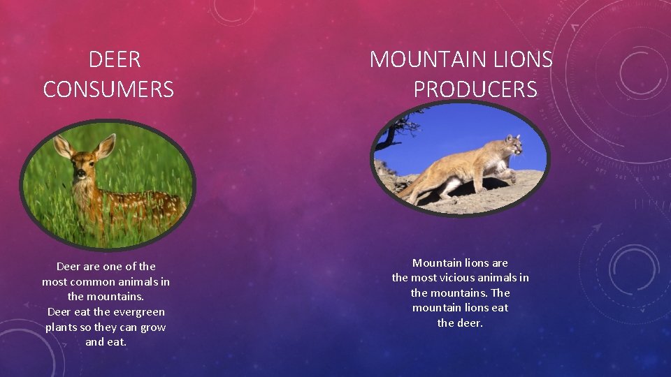 MOUNTAIN FOOD CHAIN BRETT JASMINE MADDY EMILY WHATS