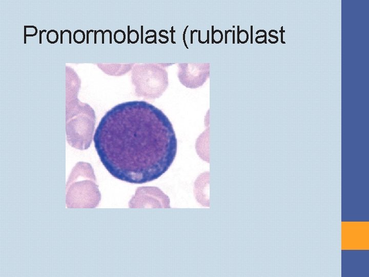 Erythropoiesis and general aspects of anaemia Assist Prof