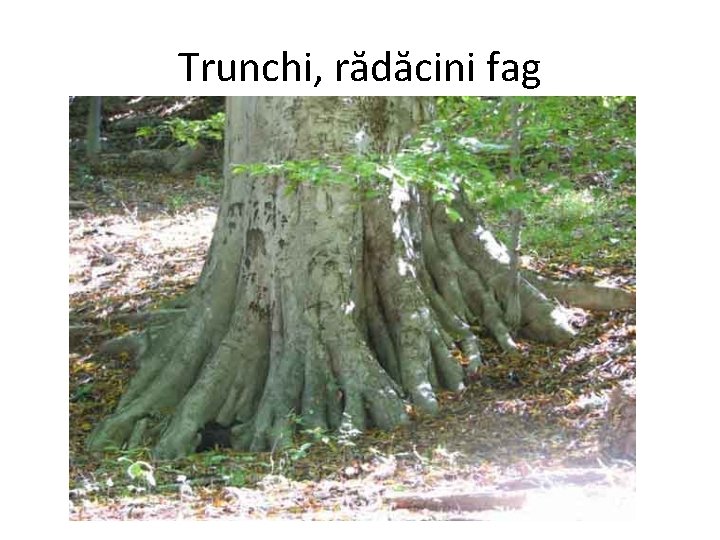Fagul Fagus sylvatica Arborele nvturii Fagus sylvatica D